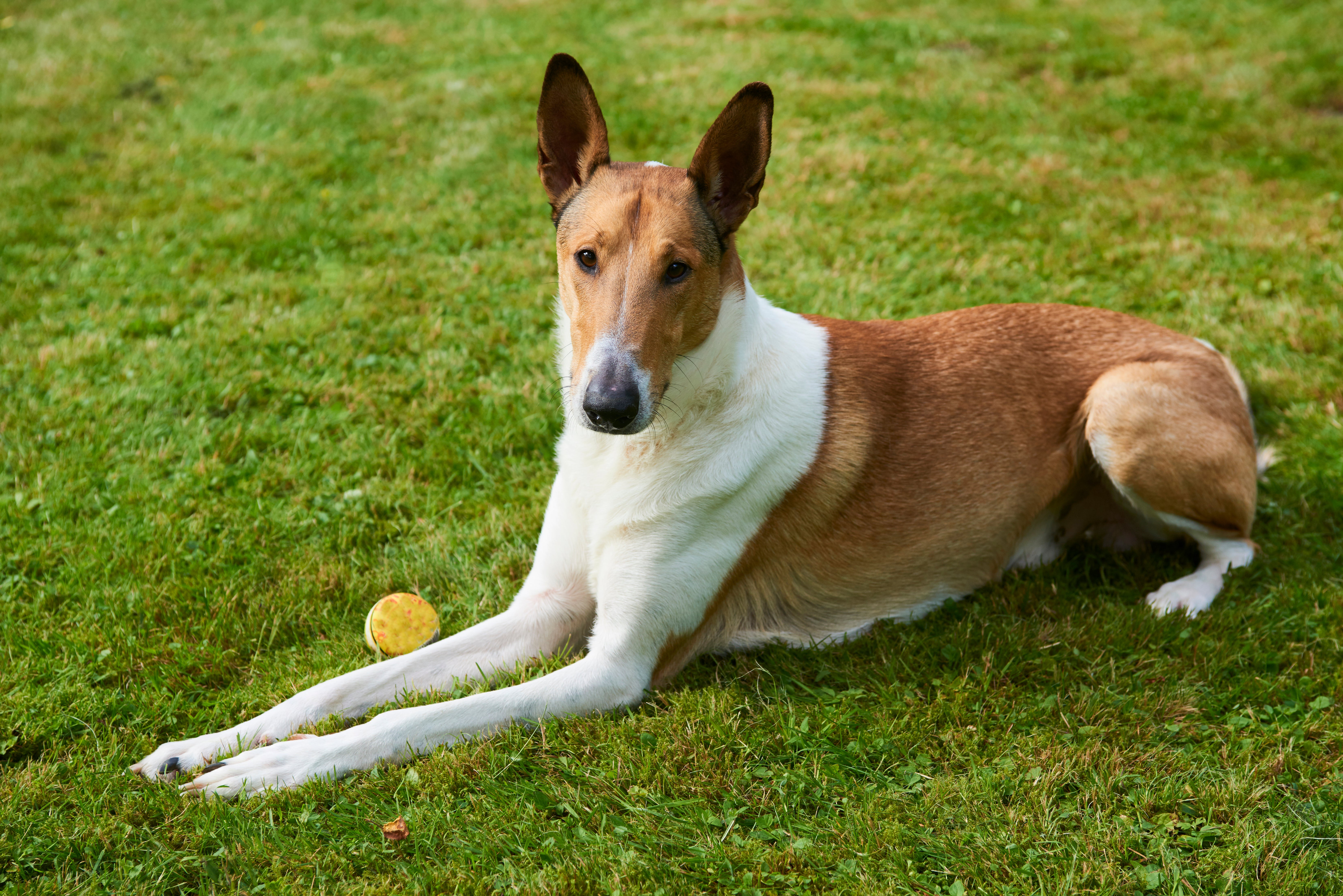 Smooth Collie Dog Breed & Adoption Information | Petfinder