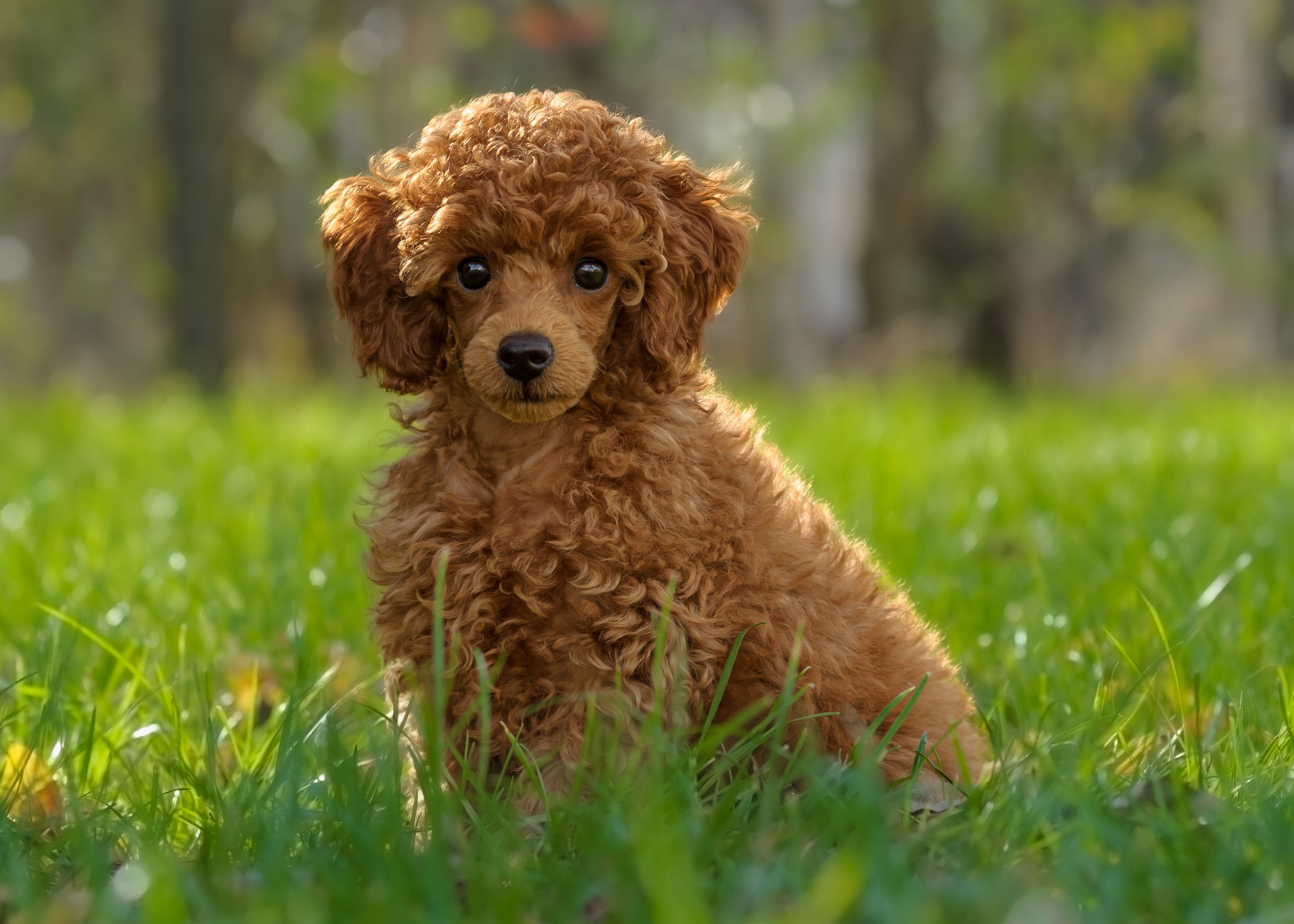 Toy Poodle Dog Breed & Adoption Information | Petfinder